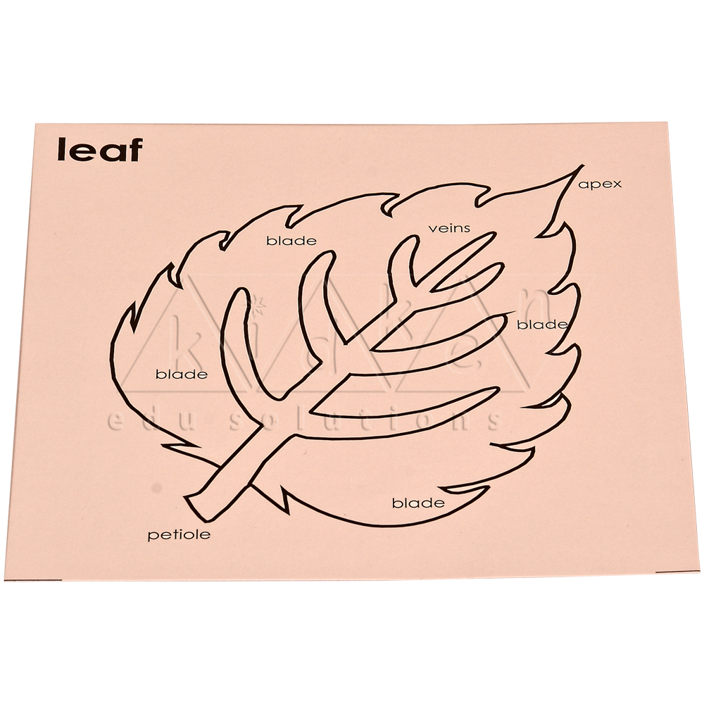 Control Card - Leaf Puzzle - Kidken Edu Solutions