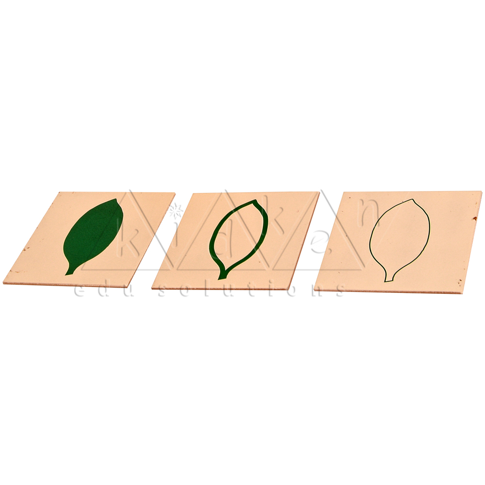 Botany Form Cards - Kidken Edu Solutions