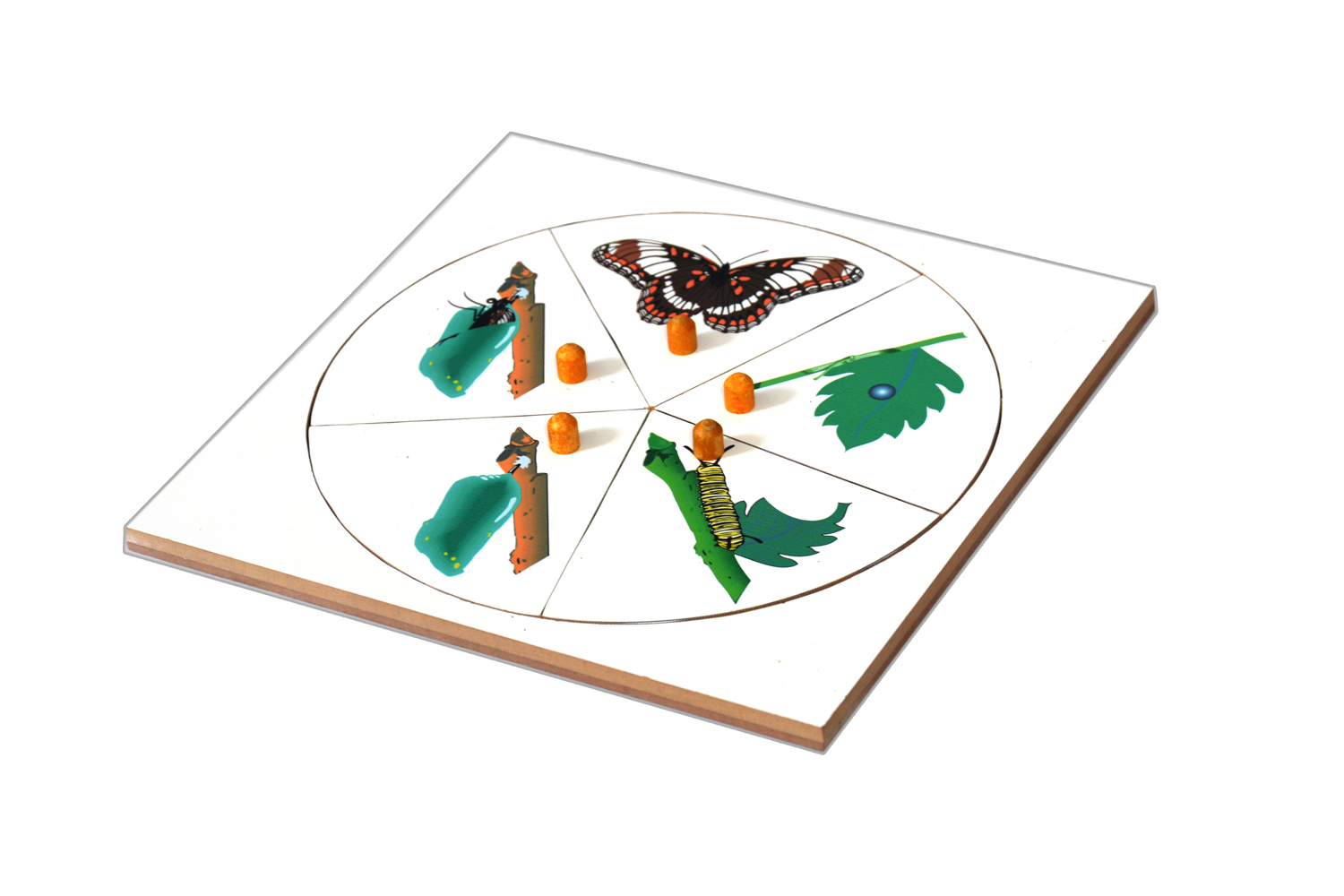Evolution Life Story of butterfly - Kidken Edu Solutions Evolution Life Story of butterfly - Kidken Edu Solutions