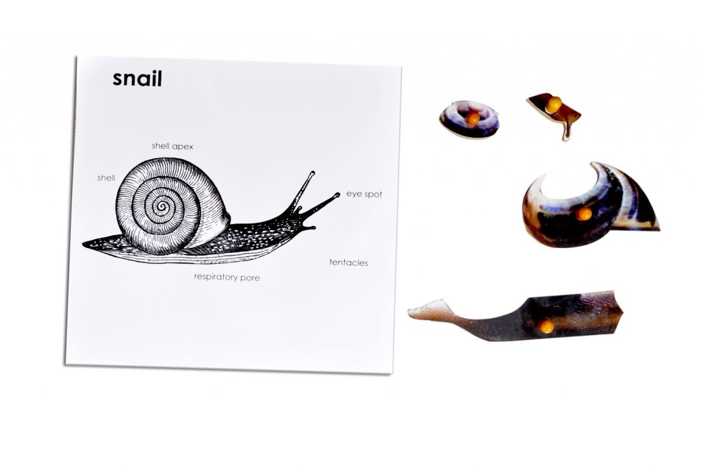 Control Cards For Snail Puzzle - Kidken Edu Solutions