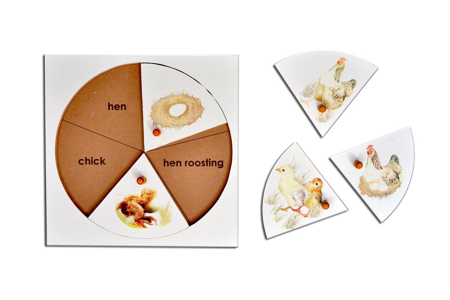 Evolution Life Story Of A Hen - Kidken Edu Solutions Evolution Life Story Of A Hen - Kidken Edu Solutions