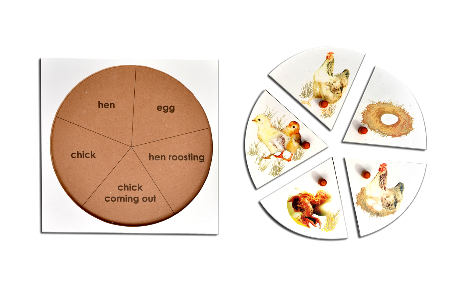 Evolution Life Story Of A Hen - Kidken Edu Solutions Evolution Life Story Of A Hen - Kidken Edu Solutions