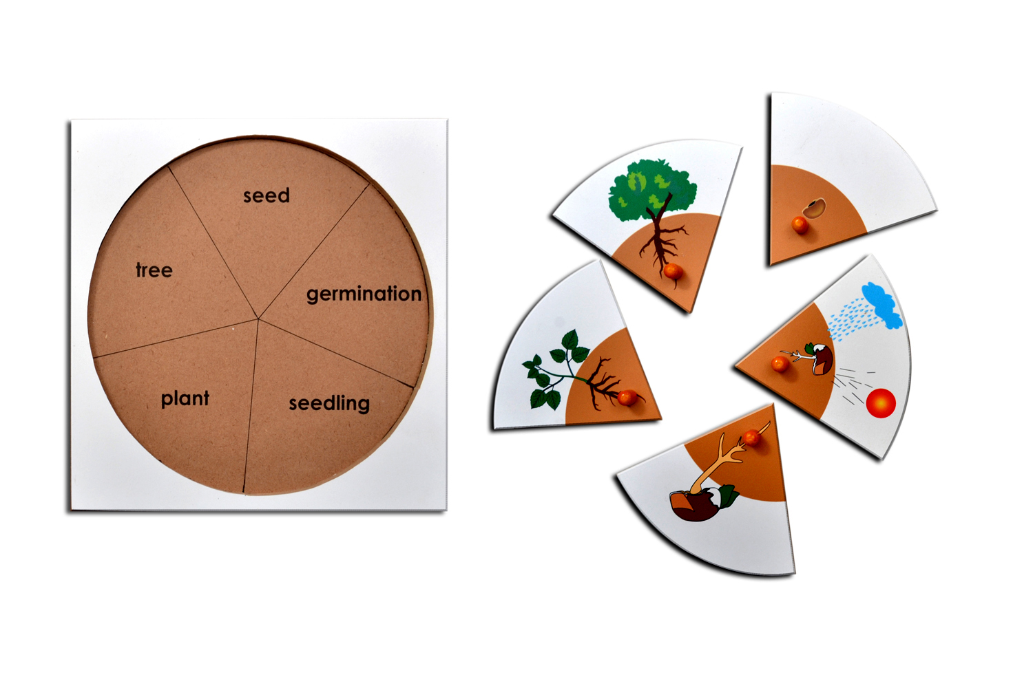 Evolution Life Story of a Tree - Kidken Edu Solutions