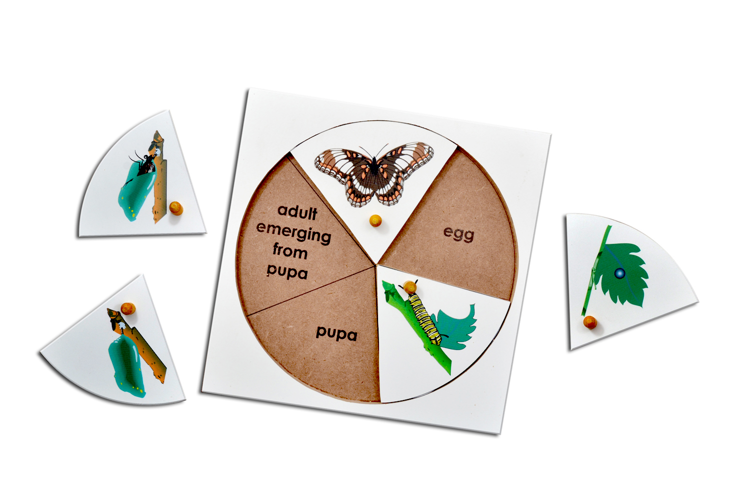 Evolution Life Story of butterfly - Kidken Edu Solutions Evolution Life Story of butterfly - Kidken Edu Solutions