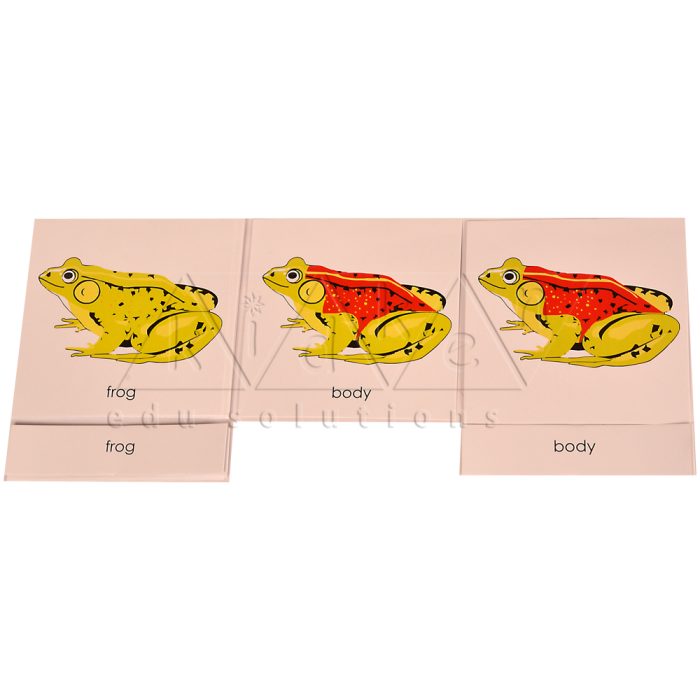 Nomenclature Cards - Frog - Kidken Edu Solutions