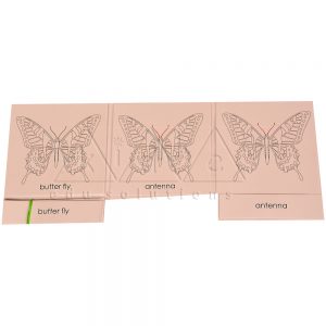 Nomenclature Cards - Butterfly - Kidken Edu Solutions