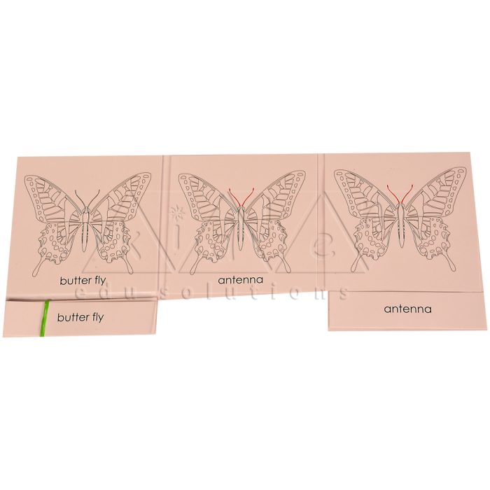 Nomenclature Cards - Butterfly - Kidken Edu Solutions