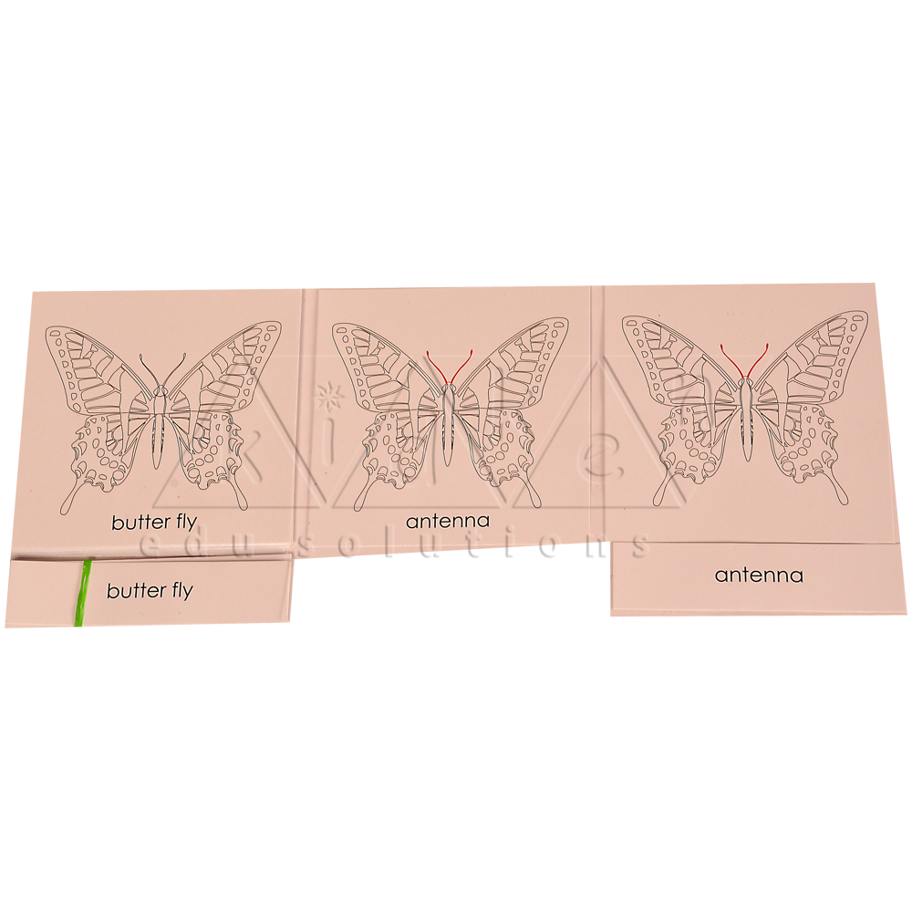 Nomenclature Cards - Butterfly - Kidken Edu Solutions Nomenclature Cards - Butterfly - Kidken Edu Solutions