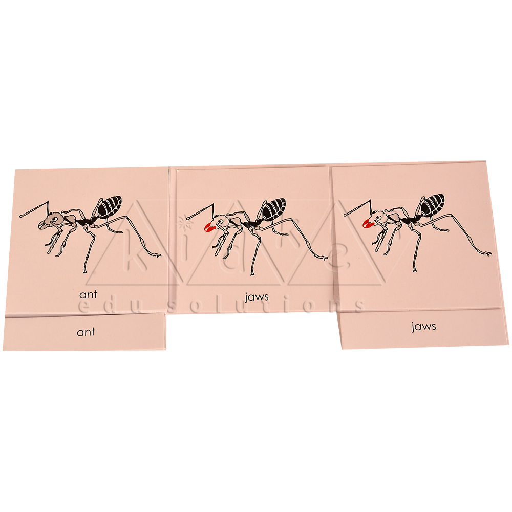 Nomenclature Cards - Ant - Kidken Edu Solutions