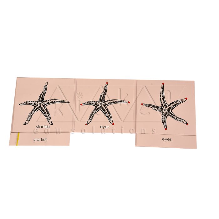 Nomenclature Cards - Starfish - Kidken Edu Solutions