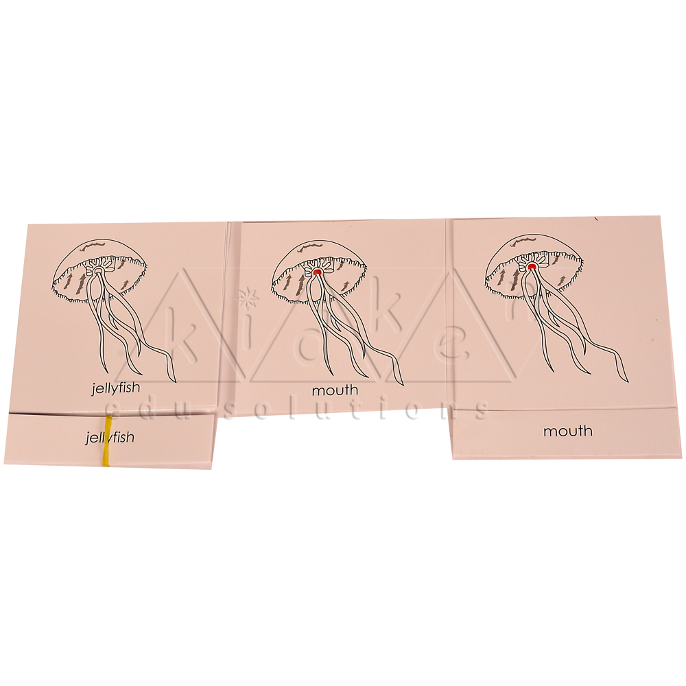 Nomenclature cards - Jellyfish - Kidken Edu Solutions