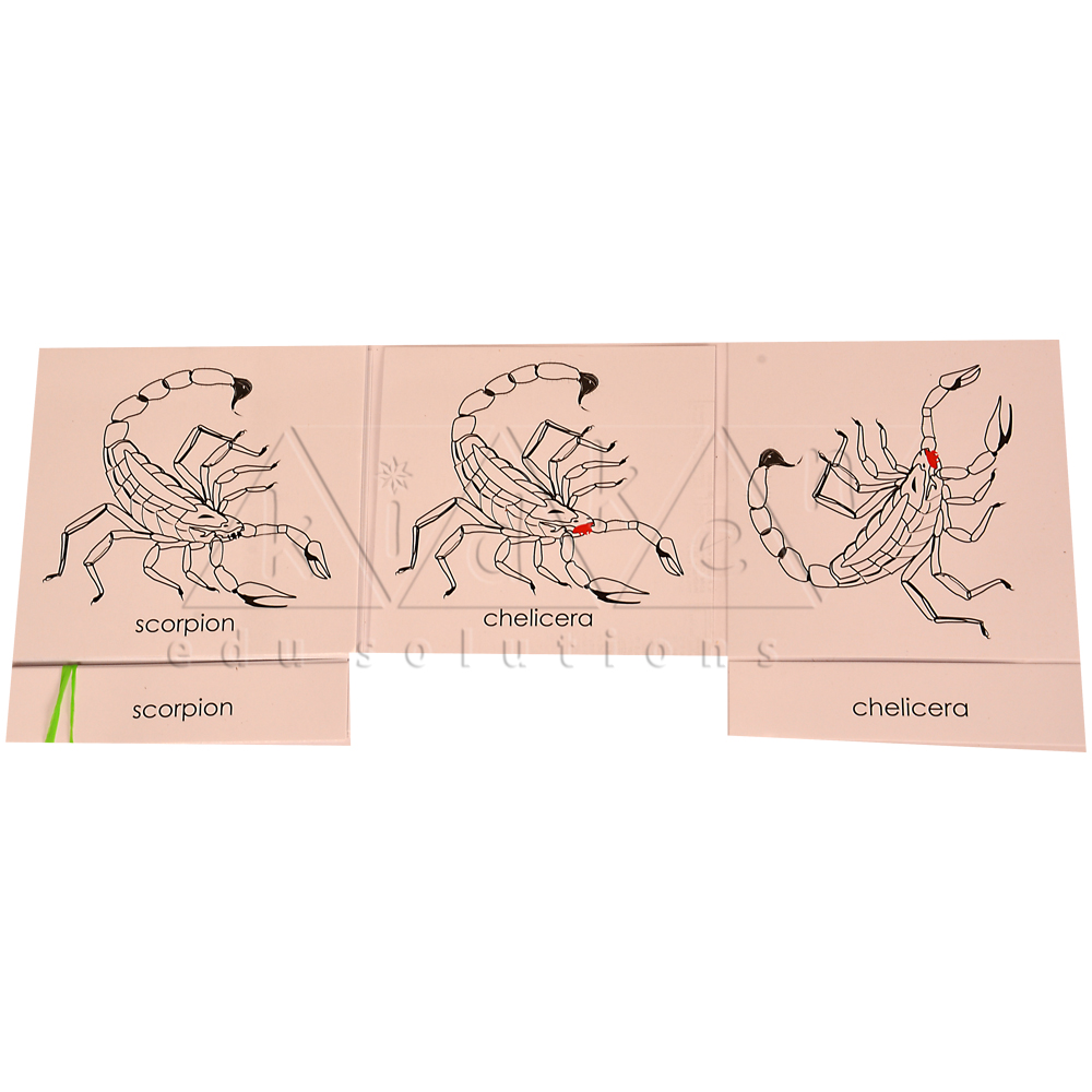 Nomenclature Cards - Scorpion - Kidken Edu Solutions