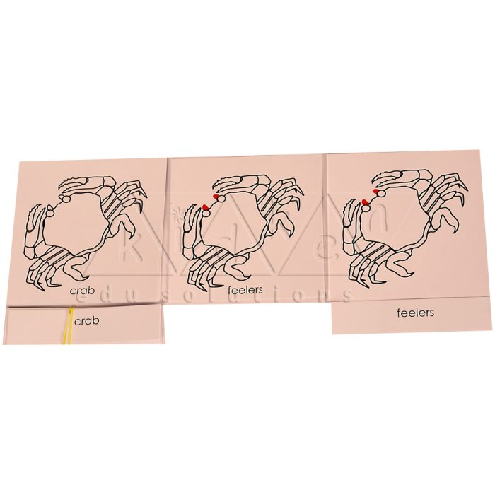 Nomenclature Cards - Crab - Kidken Edu Solutions
