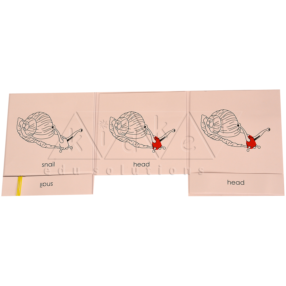 Nomenclature cards - Tortoise - Kidken Edu Solutions