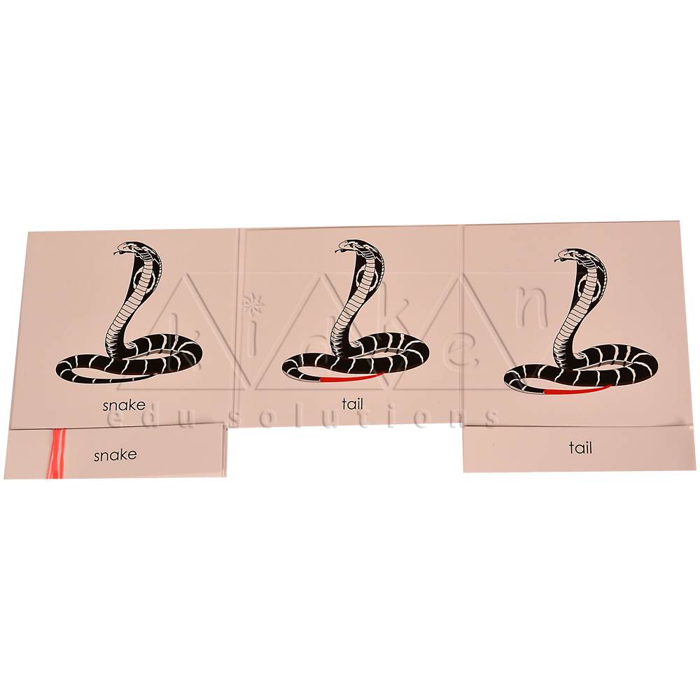 Nomenclature Cards - Snake - Kidken Edu Solutions