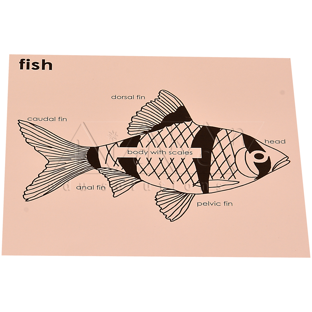 Control cards for Fish Puzzle – KidKen Edu Solutions