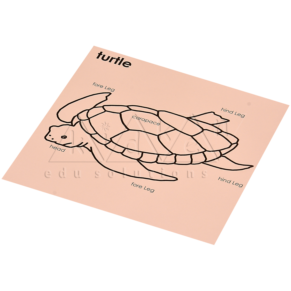 Control cards for Tortoise Puzzle - Kidken Edu Solutions