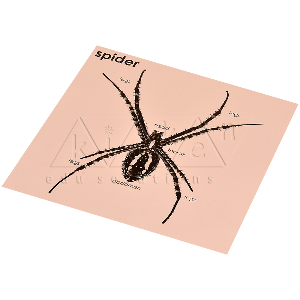 Control cards for Spider Puzzle - Kidken Edu Solutions