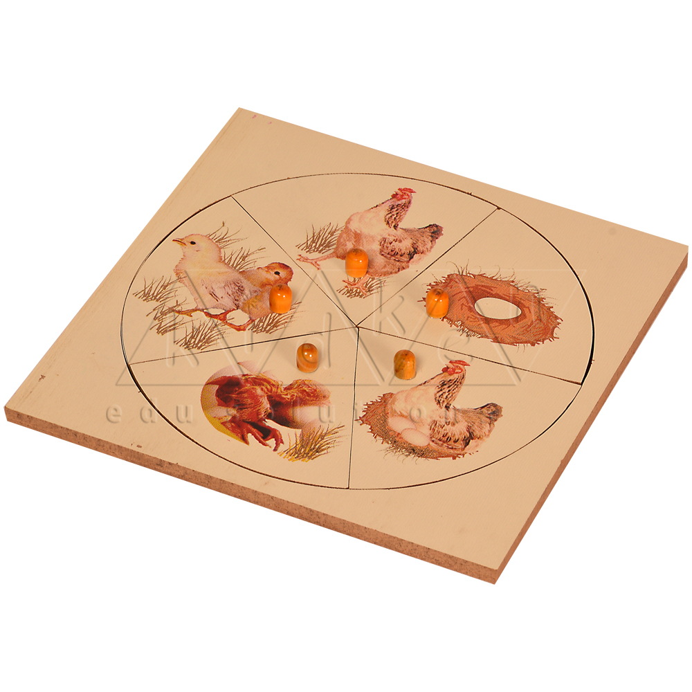 Evolution Life Story of a Hen – KidKen Edu Solutions Evolution Life Story of a Hen – KidKen Edu Solutions