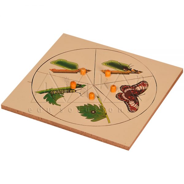 Evolution Life Story of butterfly - Kidken Edu Solutions Evolution Life Story of butterfly - Kidken Edu Solutions