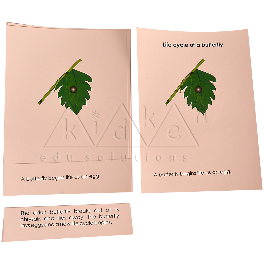 Lifestory freize of a butterfly - KidKen Edu Solutions Lifestory freize of a butterfly - KidKen Edu Solutions