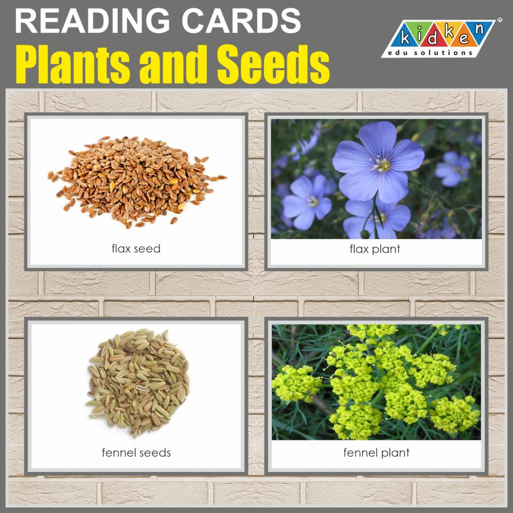 Buy Reading Cards - Plants And Seeds At Best Price | KidKen Edu Solutions