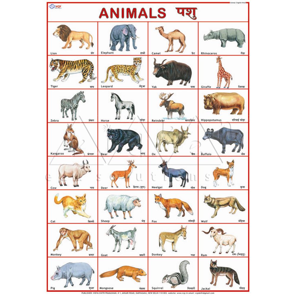 Educational Chart Wild Animals Educational Chart Wild Animals Alka Images